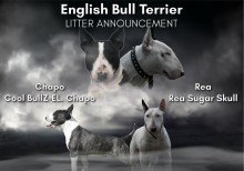 Bull terrier stenci