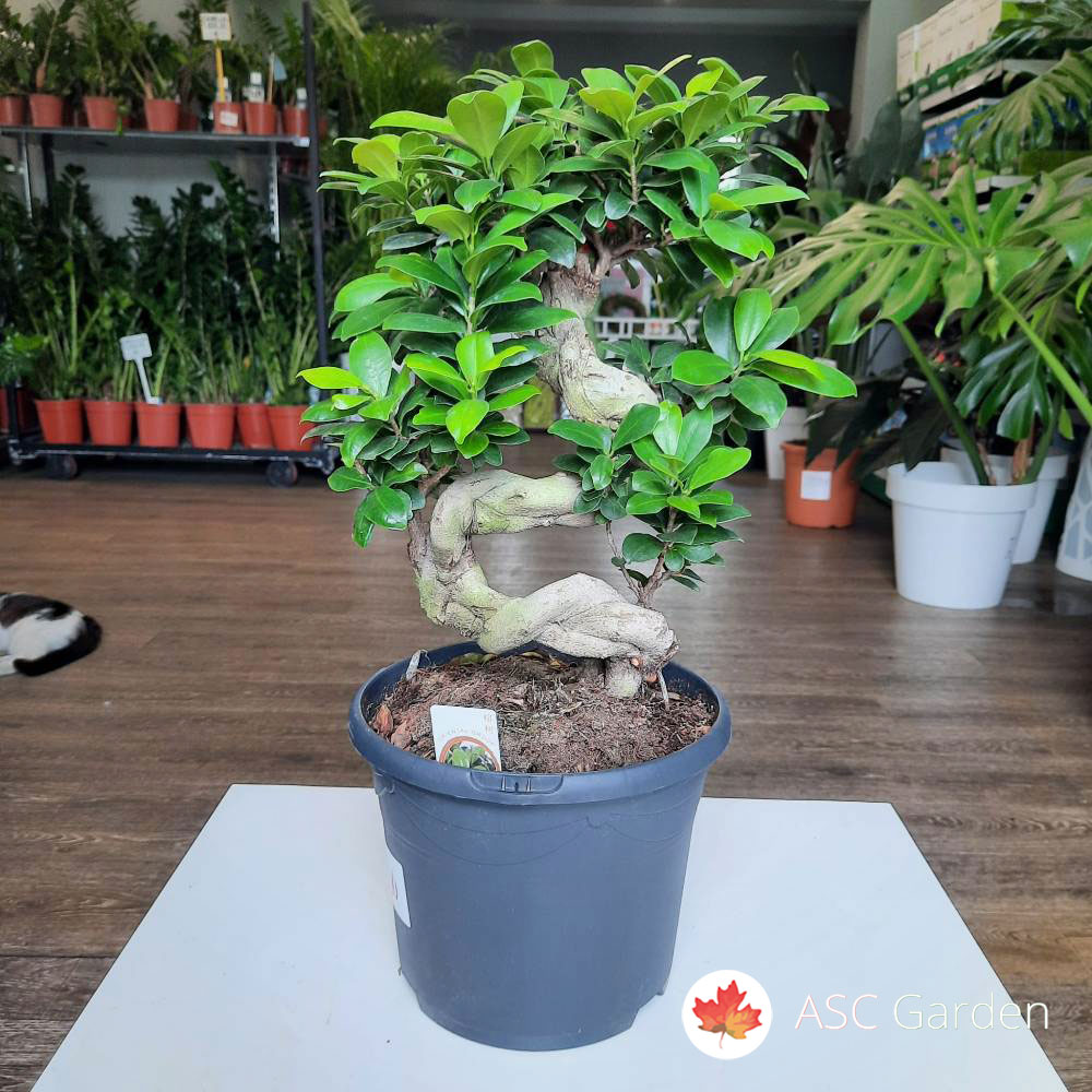 Ficus microcarpa-Bonsai 90-100 cm