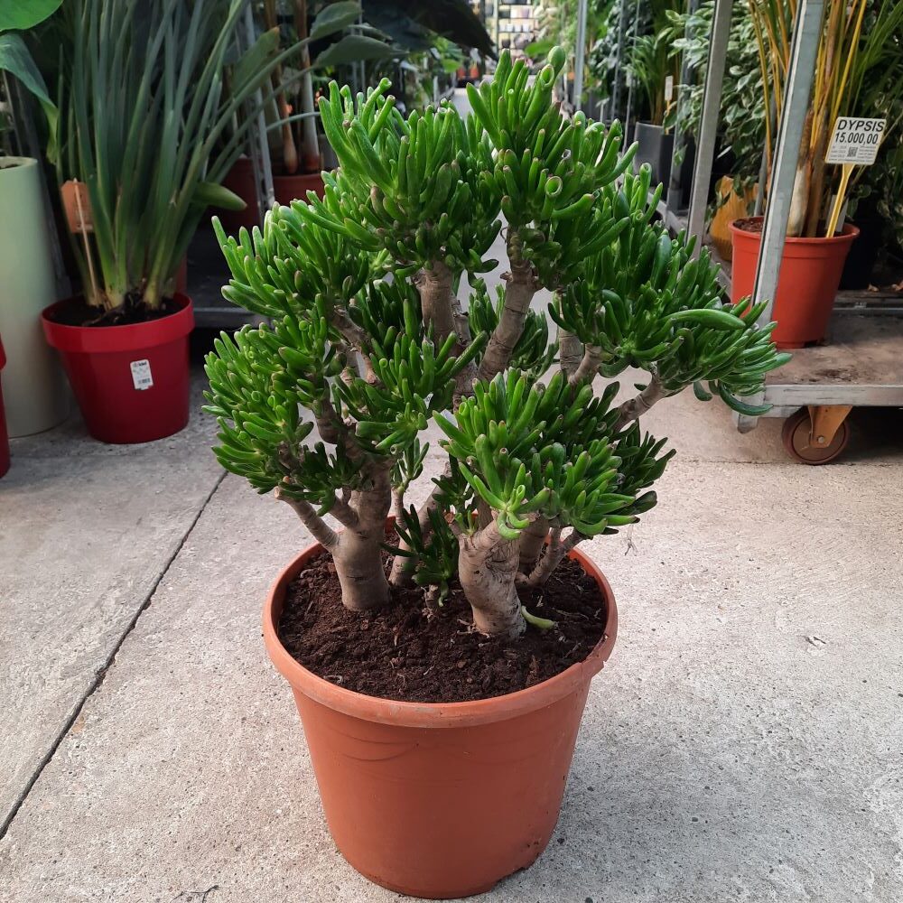 Crassula ovata – Parica 80 cm