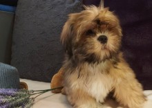 Shih tzu dva malena lavića