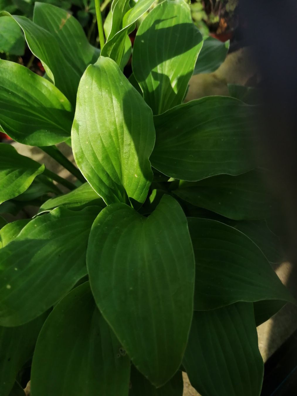 Hosta zelena