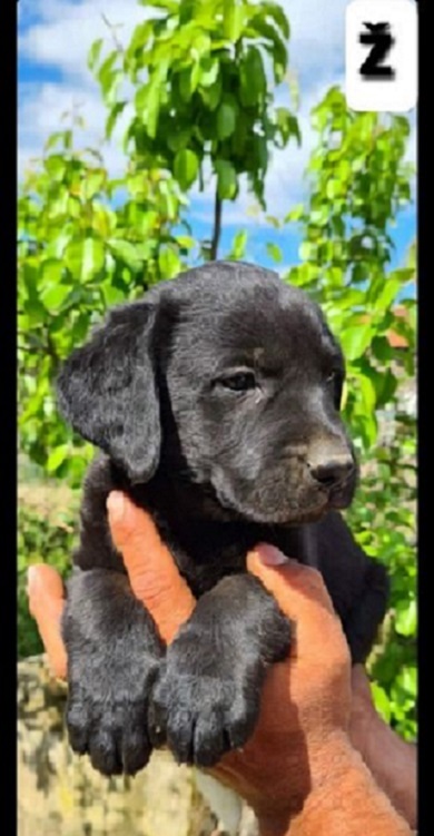 Labrador retriver