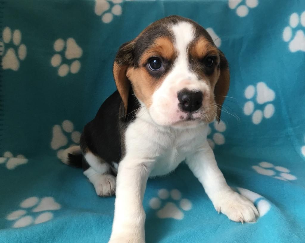 Preslatki štenad Beagle na prodaju