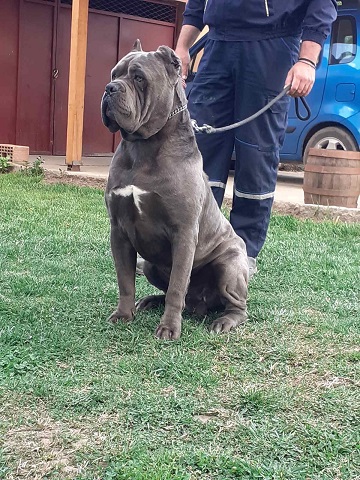 Cane corso stenci