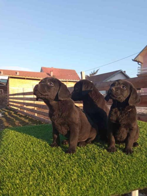 LABRADOR RETRIVER tri cistokrvne zenke