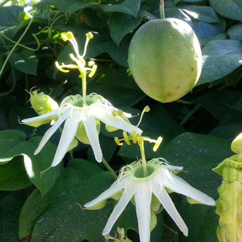 Seme SURURUCA (Passiflora setacea)