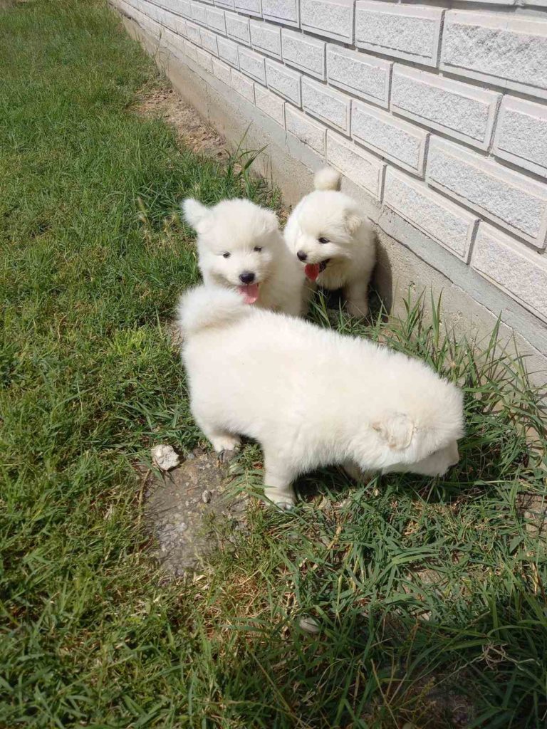 Samojed štenci