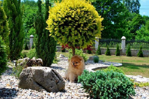 Beautiful puppies Boo Pomerance