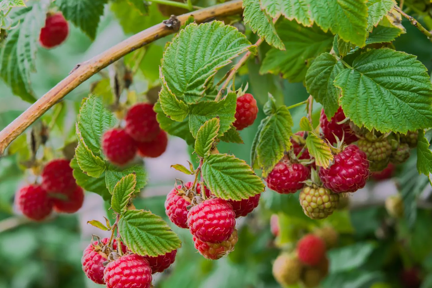 Potrebni beraci maline