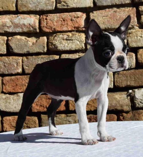 BOSTON TERRIER muzjak i zenkica