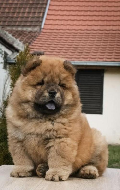 Chow chow stenci