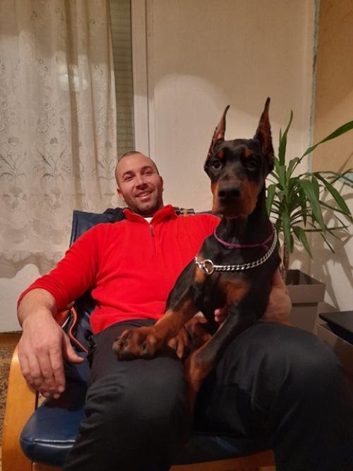 Doberman štenad