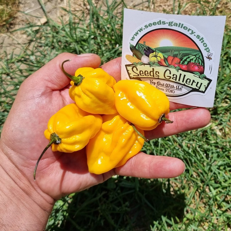 100 Semena zuti Habanero