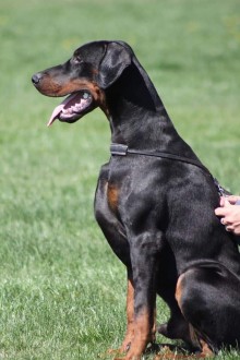 Doberman štenci