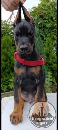 Štenci dobermana