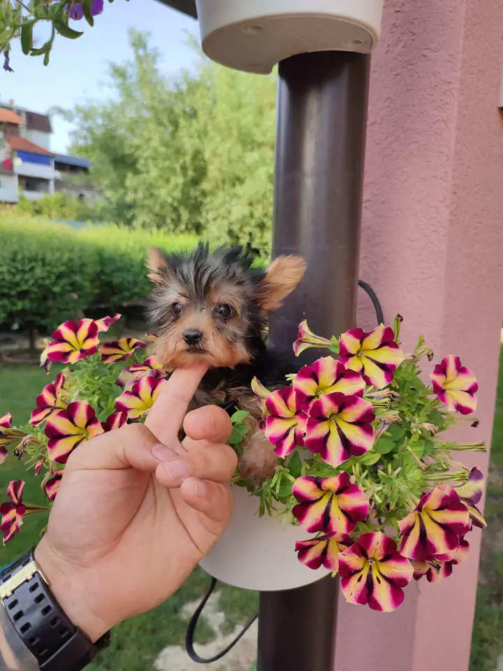 Mini JORKSIRSKI TERIJER – rezervacija štenaca