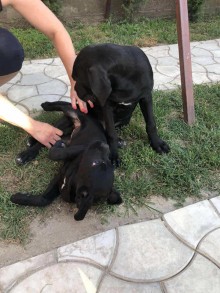 Cane corso muzjak i zenkica