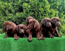 Labrador retriver