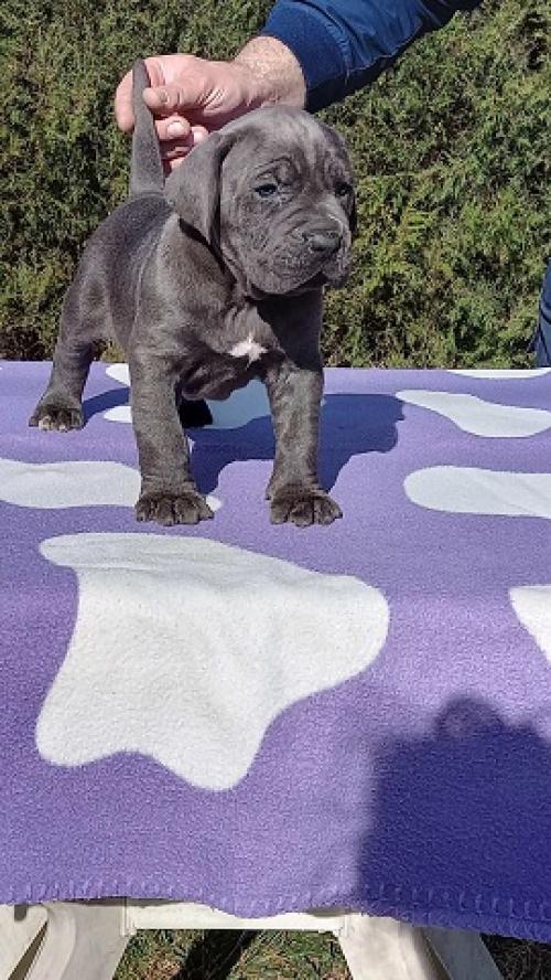 Cane corso štenci sive boje