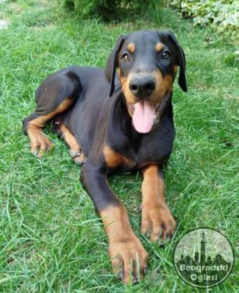 Doberman, štenci