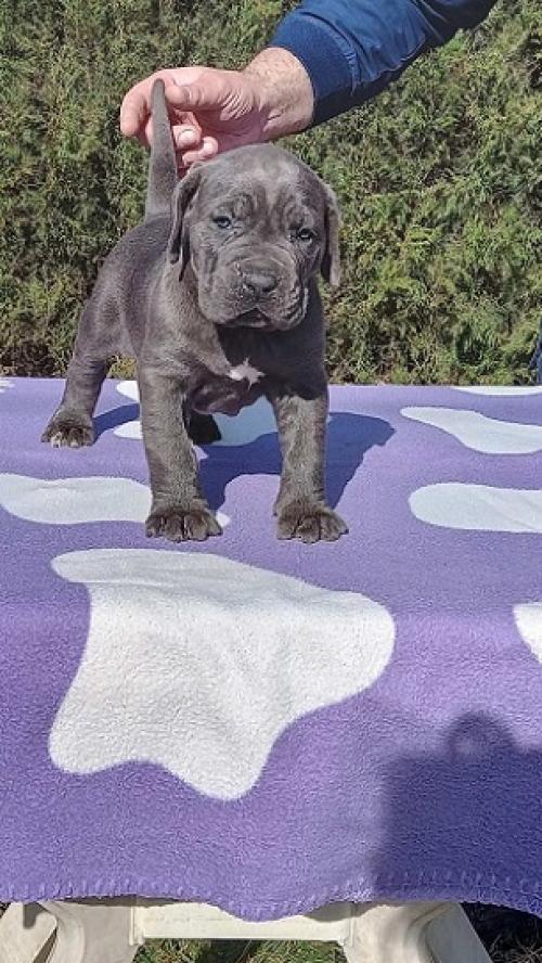 Cane corso stenci sive boje