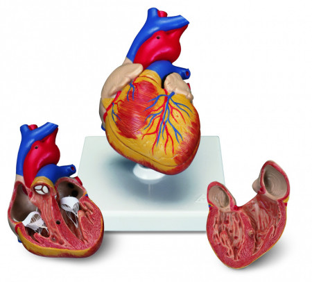 Model Ljudsko Srce