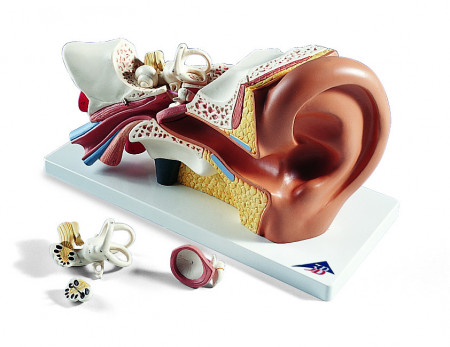 Model Ljudsko Uho