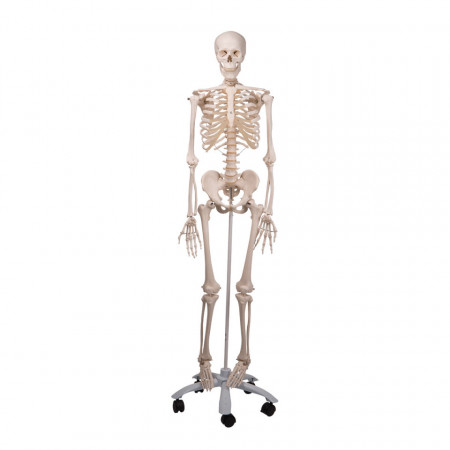 Model Ljudski Kostur