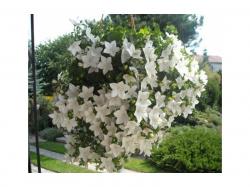 Campanula isophylla bela