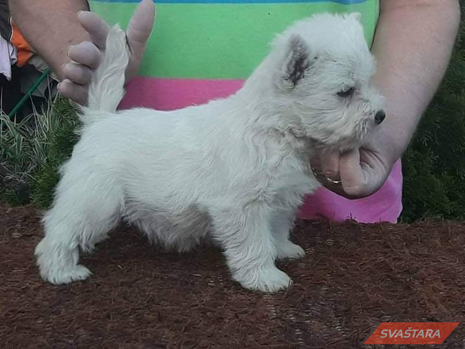 WESTIE - zapadnoškotski beli terijer