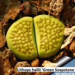 Lithops hallii v. ochracea /Green Soapstone/ - 10 semenki