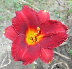 P528-Hemerocallis Little Gypsy Ruby-1 sadnica