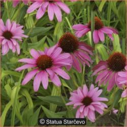 P086 - Echinacea-1 sadnica