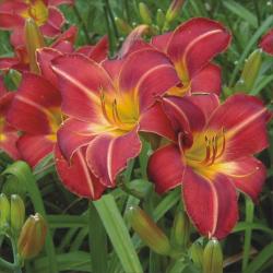 P88128-Hemerocallis Chicago Fire-1 sadnica