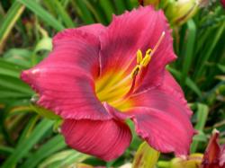 P530-Hemerocallis Siloam Show Girl