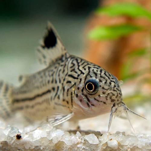 Corydoras trilineatus