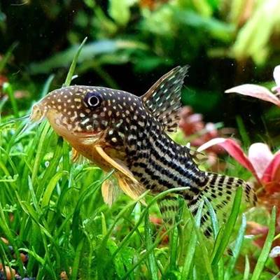 Corydoras sterbai