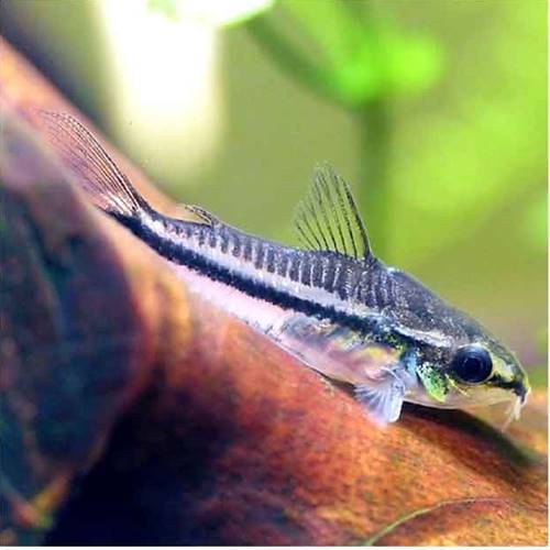 Corydoras pygmaeus