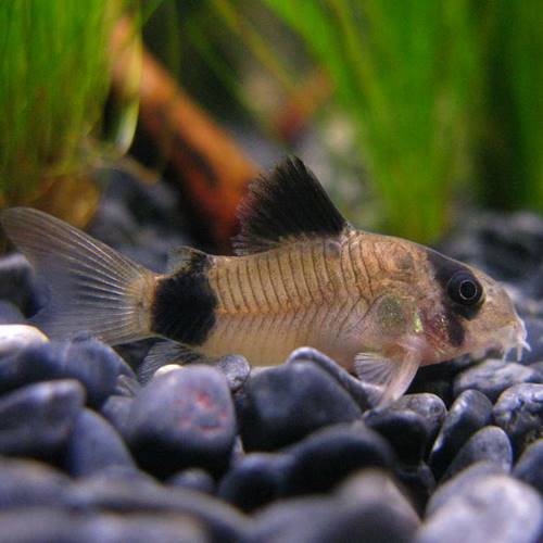 Corydoras panda šlajer