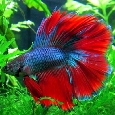 Betta Splendens-Delta borac