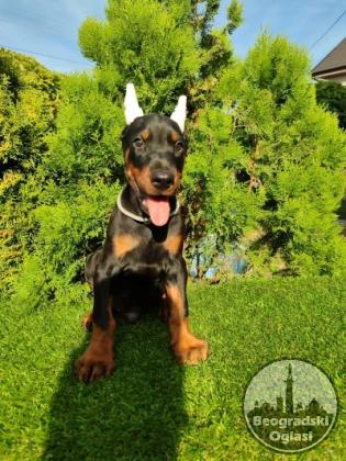 Doberman štenci