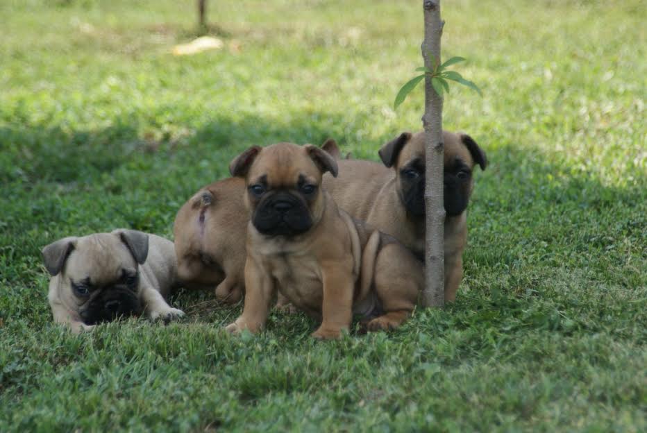 Francuski buldog štenci – rezervacija