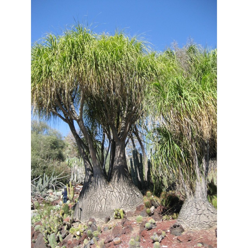 Seme palme Slonovo stopalo (Beaucarnea recurvata)
