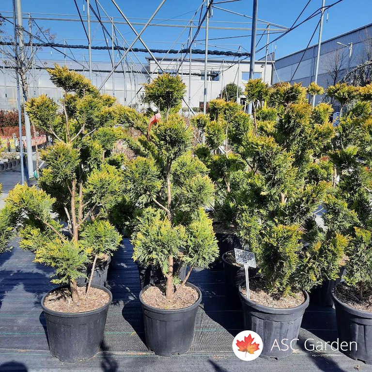 Cupressocyparis leylandii Gold Rider bonsai 100-120cm