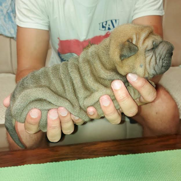 Shar Pei stenci