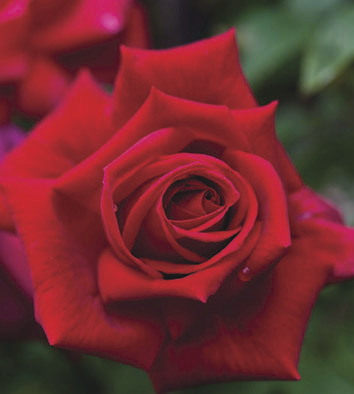 Ruža Čajevka ALEX RED