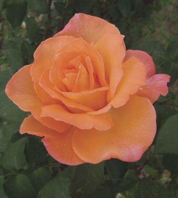 Ruža Čajevka AMBASADOR