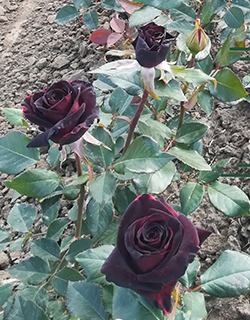 Ruža Čajevka BLACK BACCARA