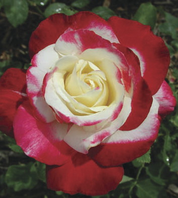 Ruža Čajevka DOUBLE DELIGHT