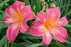 P536-Hemerocallis Cherry Cheeks